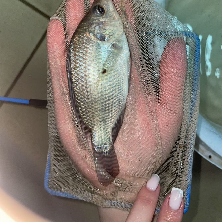 Нильская Тилапия