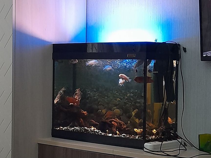 Аквариум с оборудованием с декором рыбами 105л