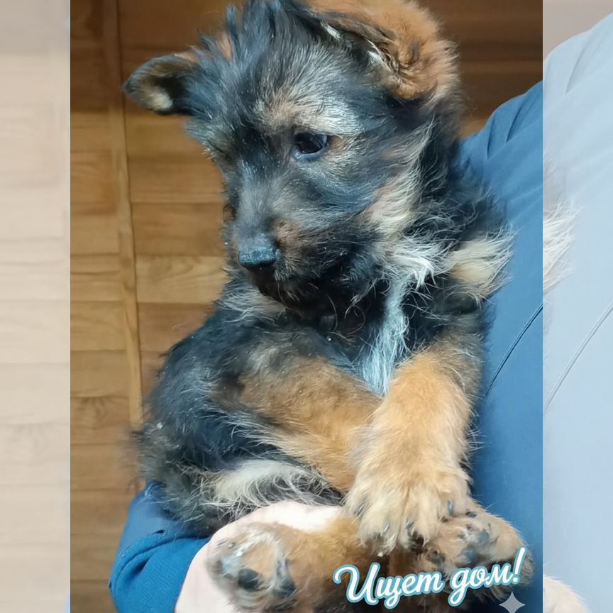 Щенок в добрые руки