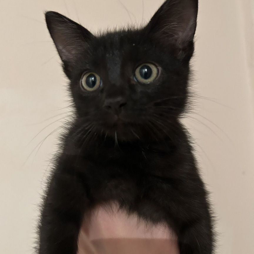 Черный кот с зелеными глазами