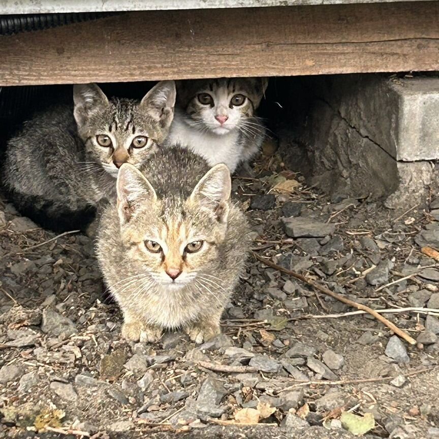 Котята. Спасем малышей