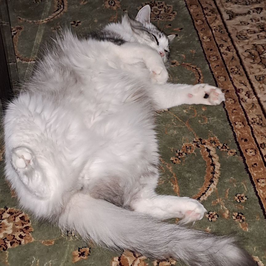 Котик Том