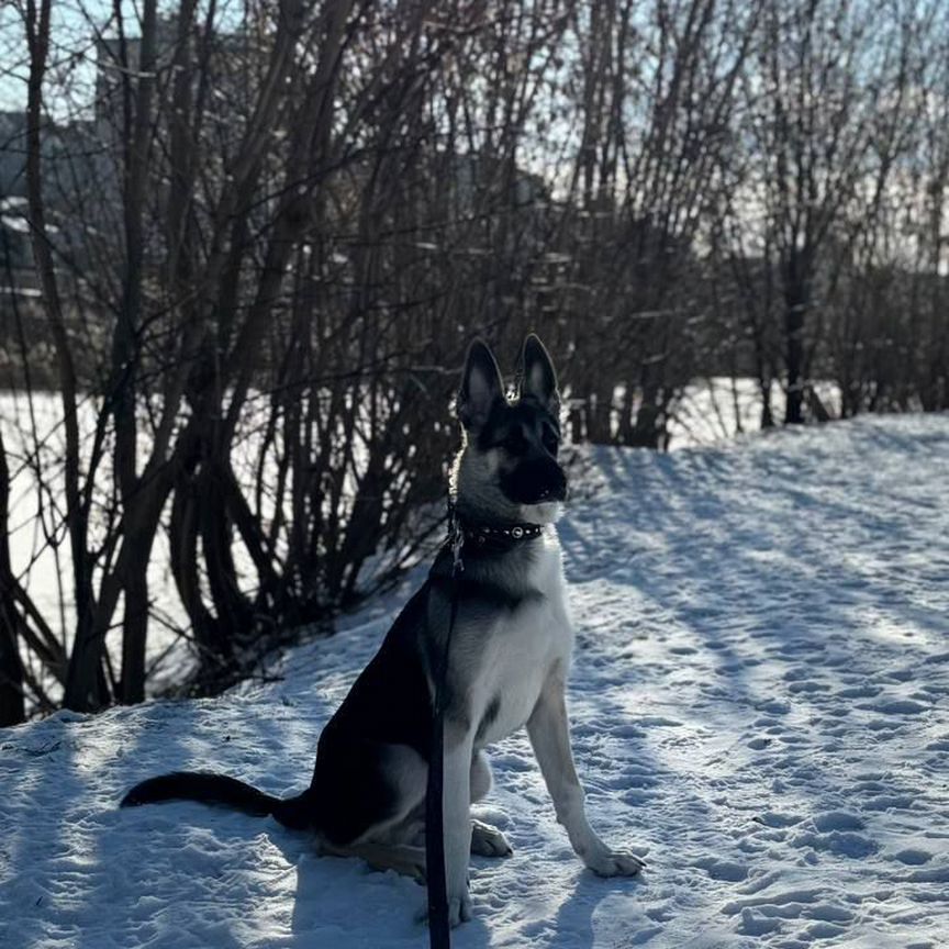 Щенок вео