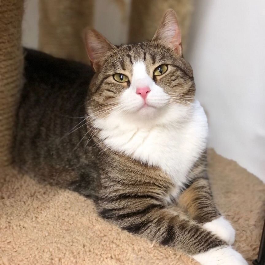 Кошка Селина