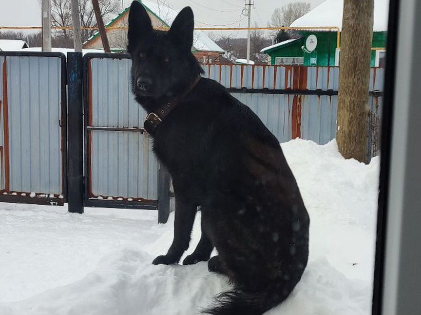 Немецкая овчарка в поисках достойного жениха