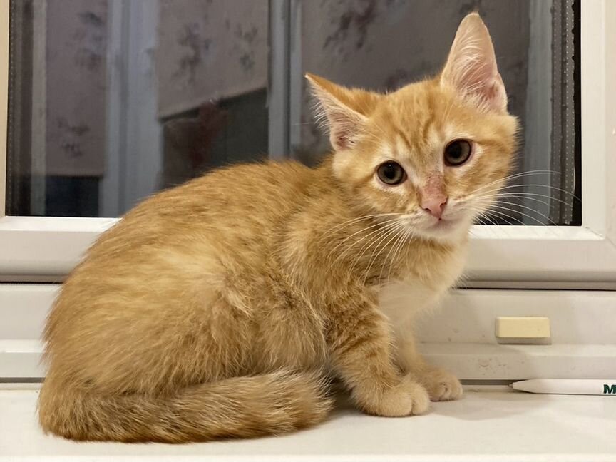 Котята в добрые руки бесплатно
