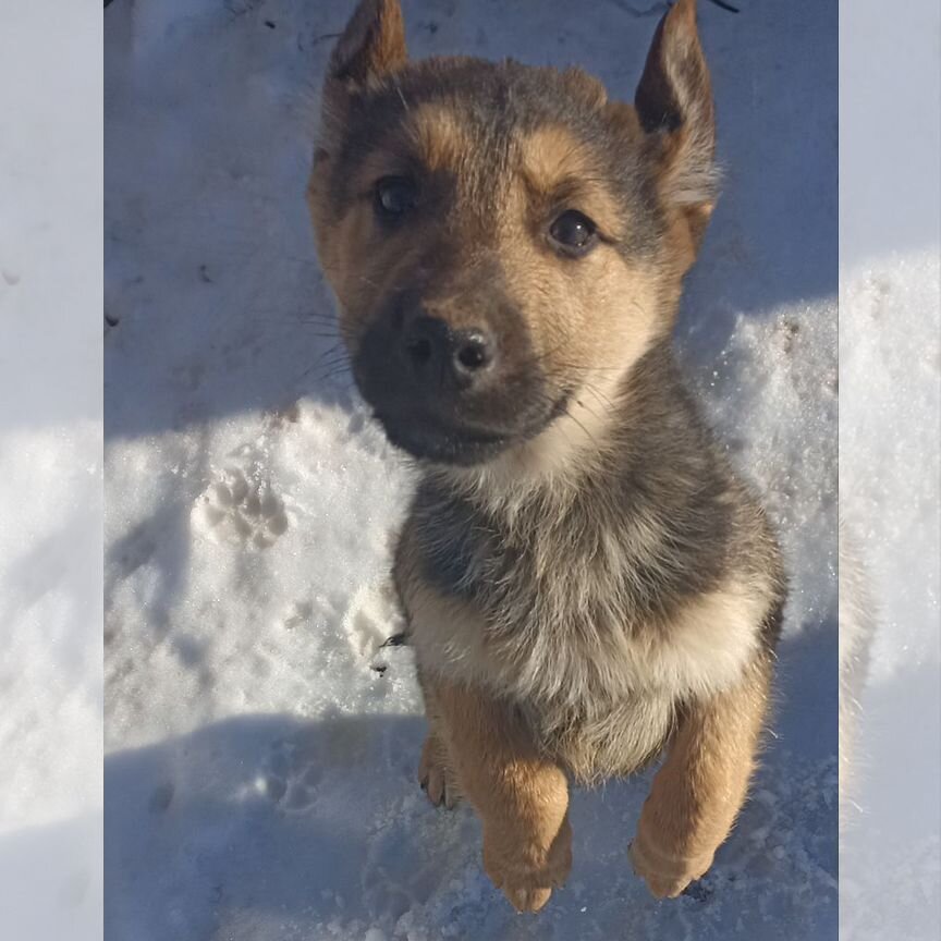 Щенок
