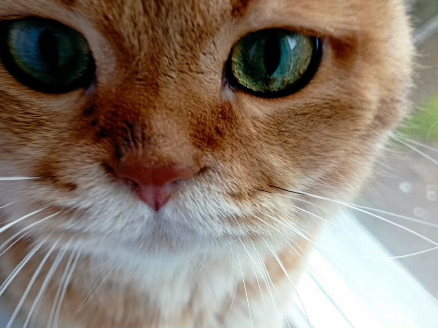 Кот ищет кошку