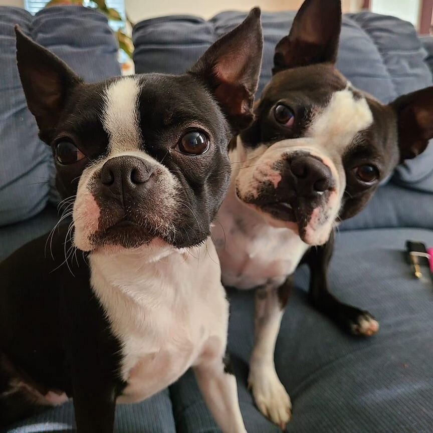 Бостон-терьер, щенок