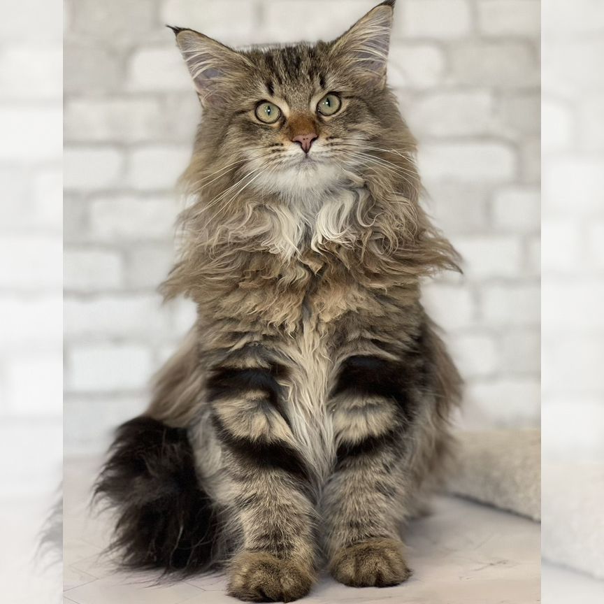 Норвежская лесная кошка из питомника
