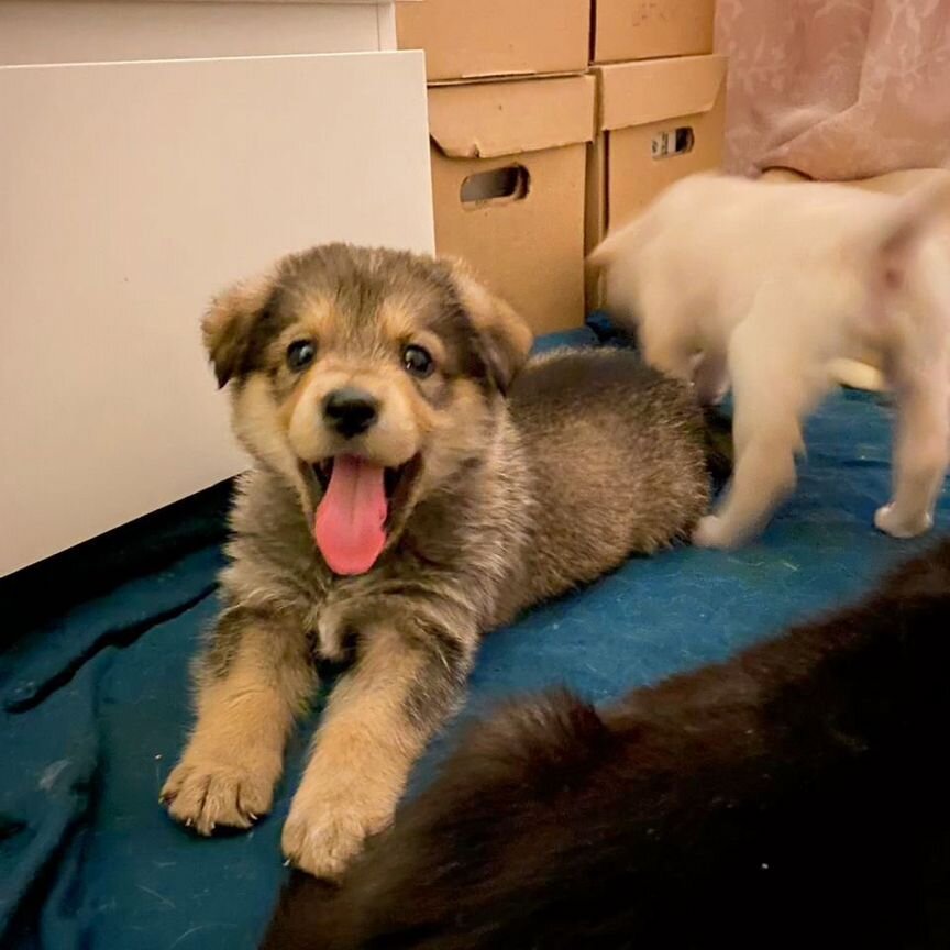 Отдам в добрые руки