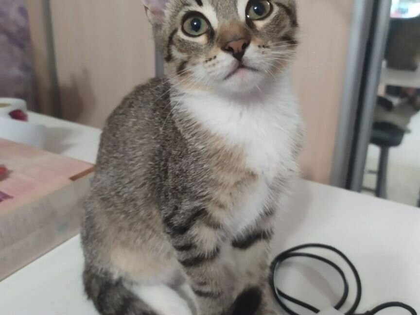 Котенок в добрые руки