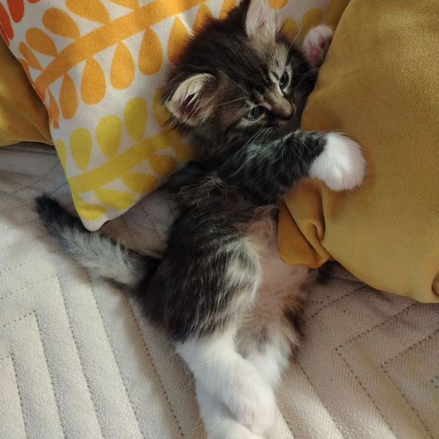Котёнок в добрые руки