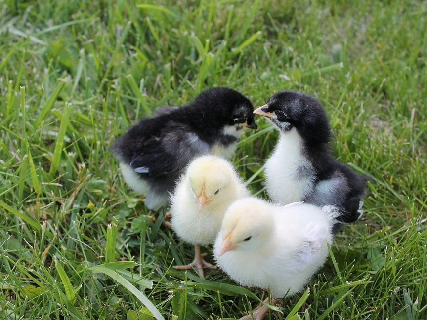 Цыплята суточные доминанты