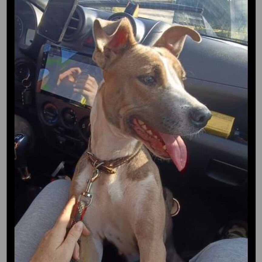 Отдам в добрые руки стафф девочка