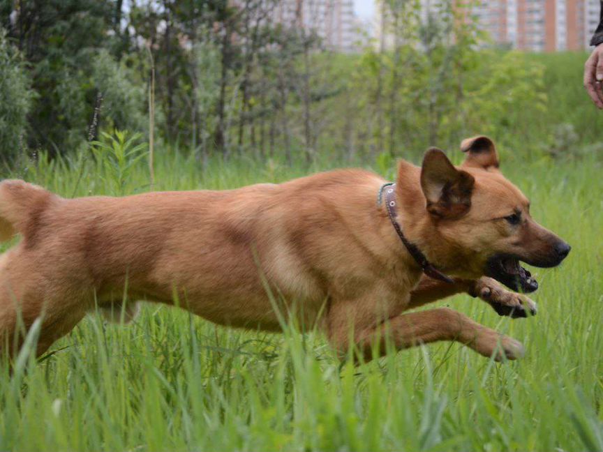 Рик ищет дом (собака из приюта)