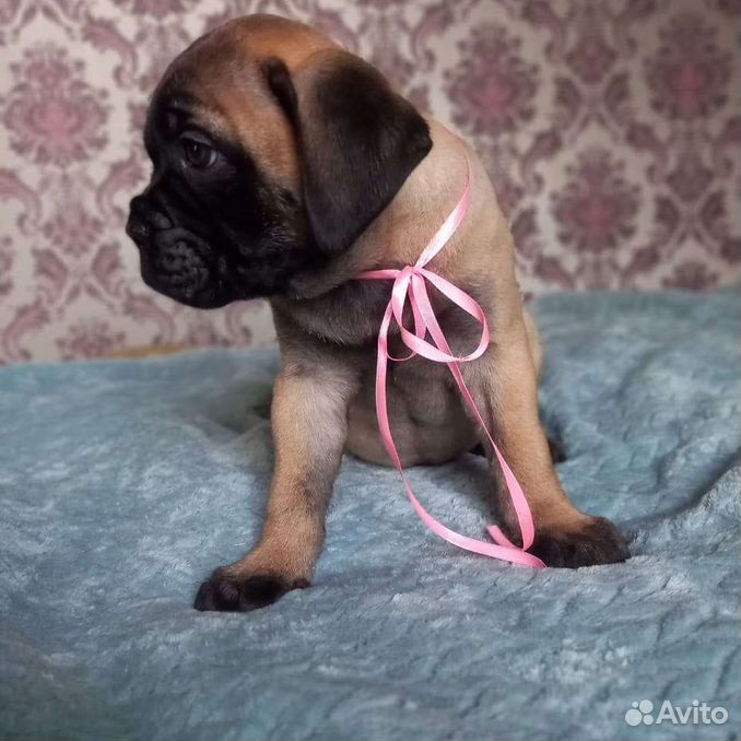 Девочка бульмастиф