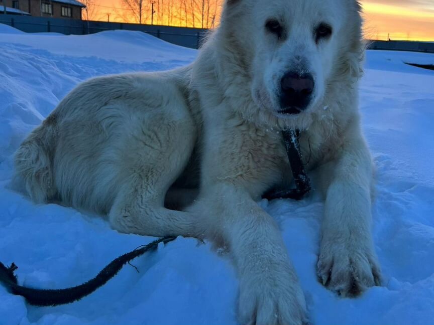 Сао ждем невесту