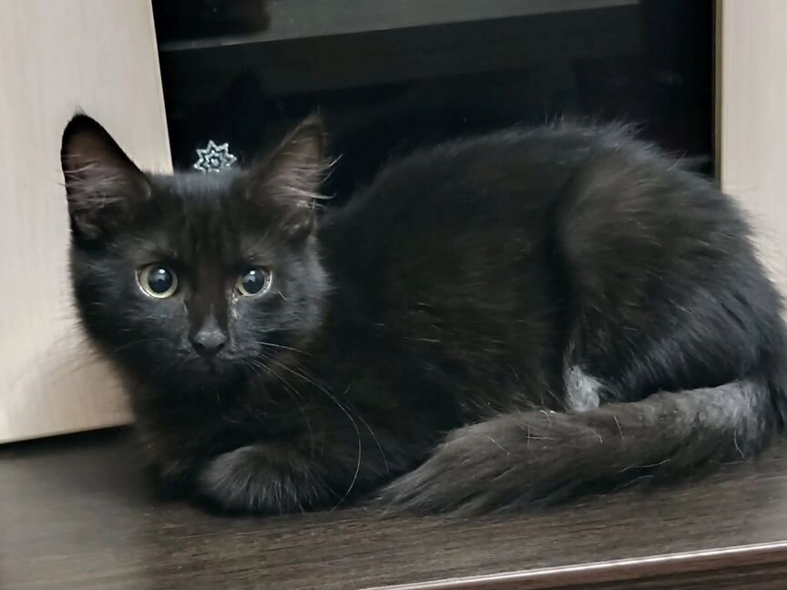 Кошка в дар