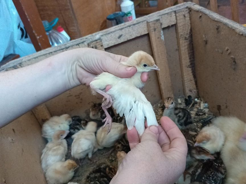 Домашняя птица гуси индюк утка