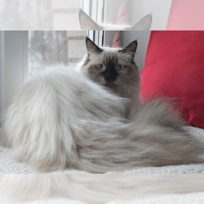 Невский котик юниор