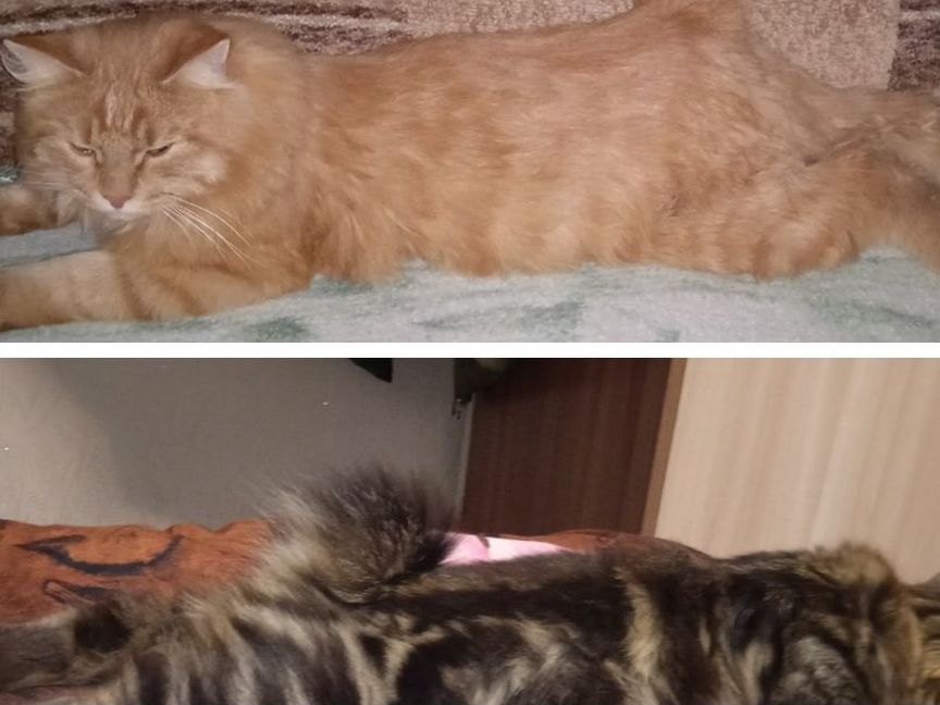 Продам котят породы бобтейл, на фото мама и папа