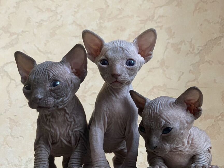 Канадский сфинкс котенок