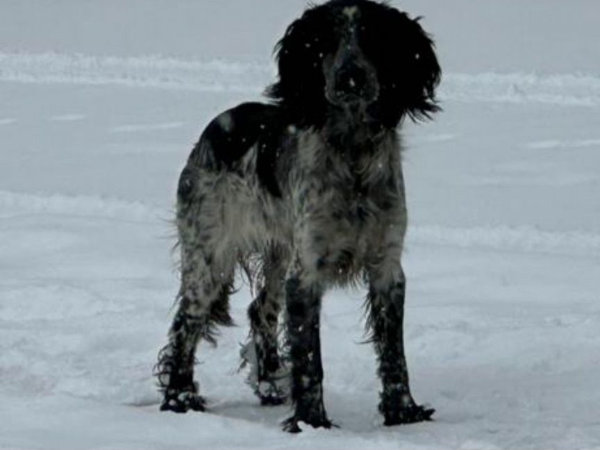 Девочка в поисках хозяев