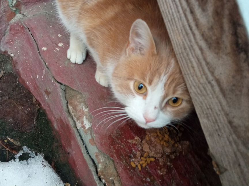 Рыжий котик Гарфилд
