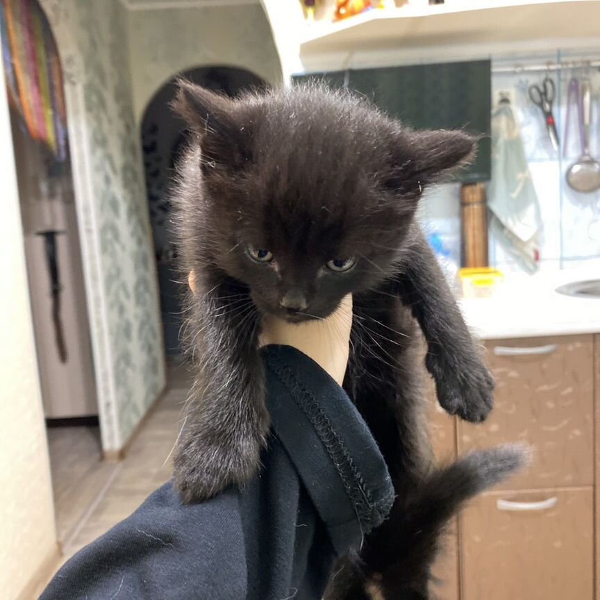 Отдаем черного котенка, остался последний, мальчик