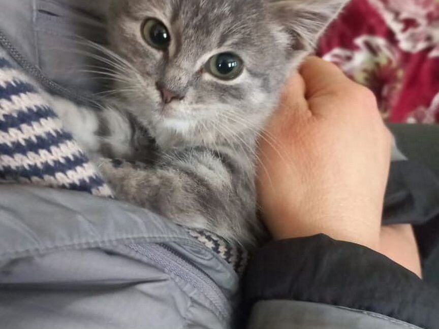 Котенок в добрые руки