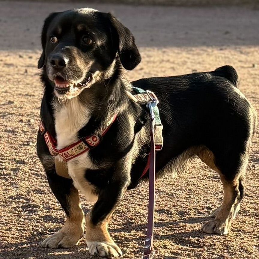 Взрослый пёс в добрые руки