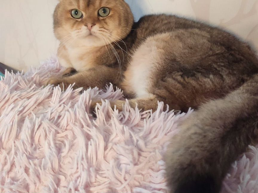 Шотландский вислоухий