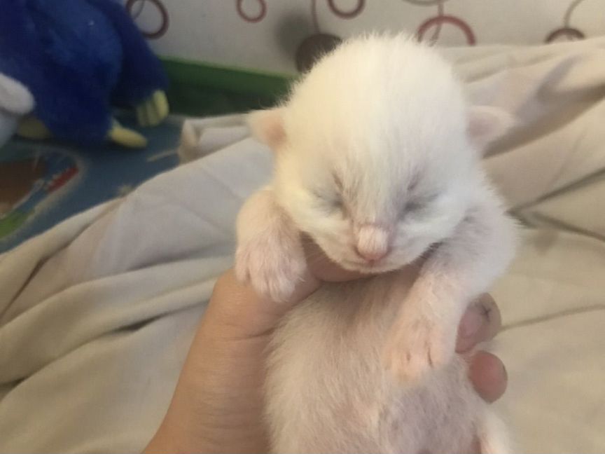 Белый котёнок полу британчик