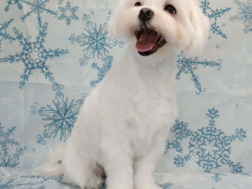 Мальтийская болонка мальчик