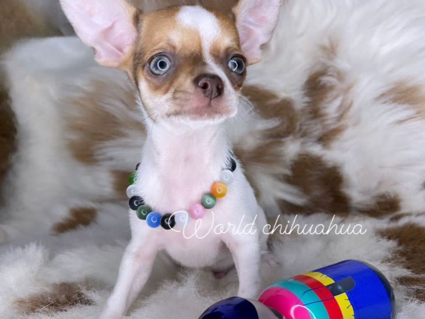 Чудо Мальчишка