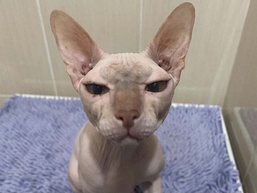Канадский сфинкс кошка