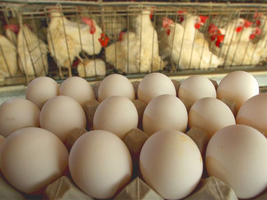 Инкубационное яйцо