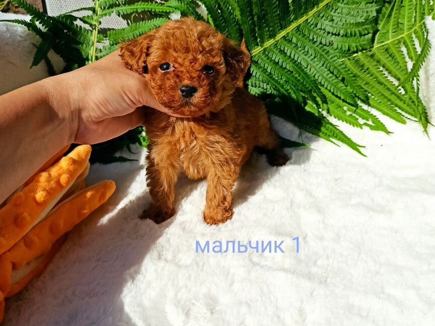 Яркие самые красивые кудряшы