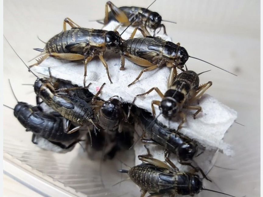 Сверчки живые кормовые для рыбалки