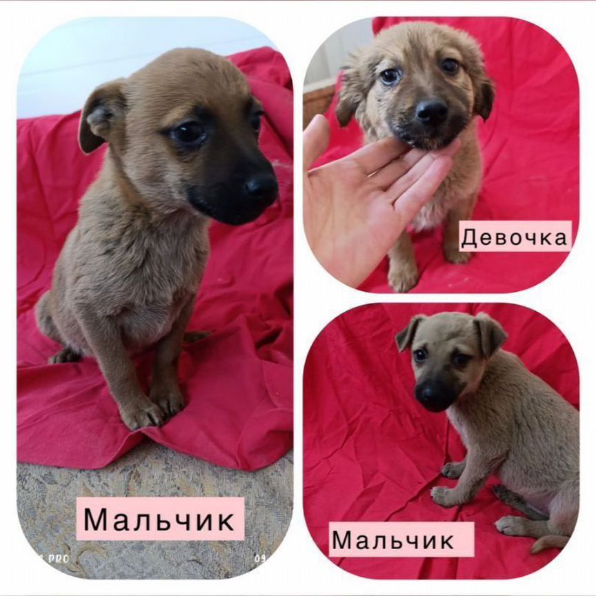 Щенки
