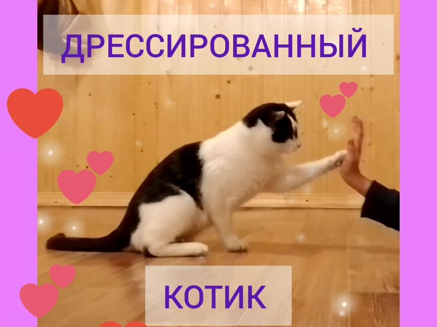 Дрессированный котик. Котенок Кошечка Кошка