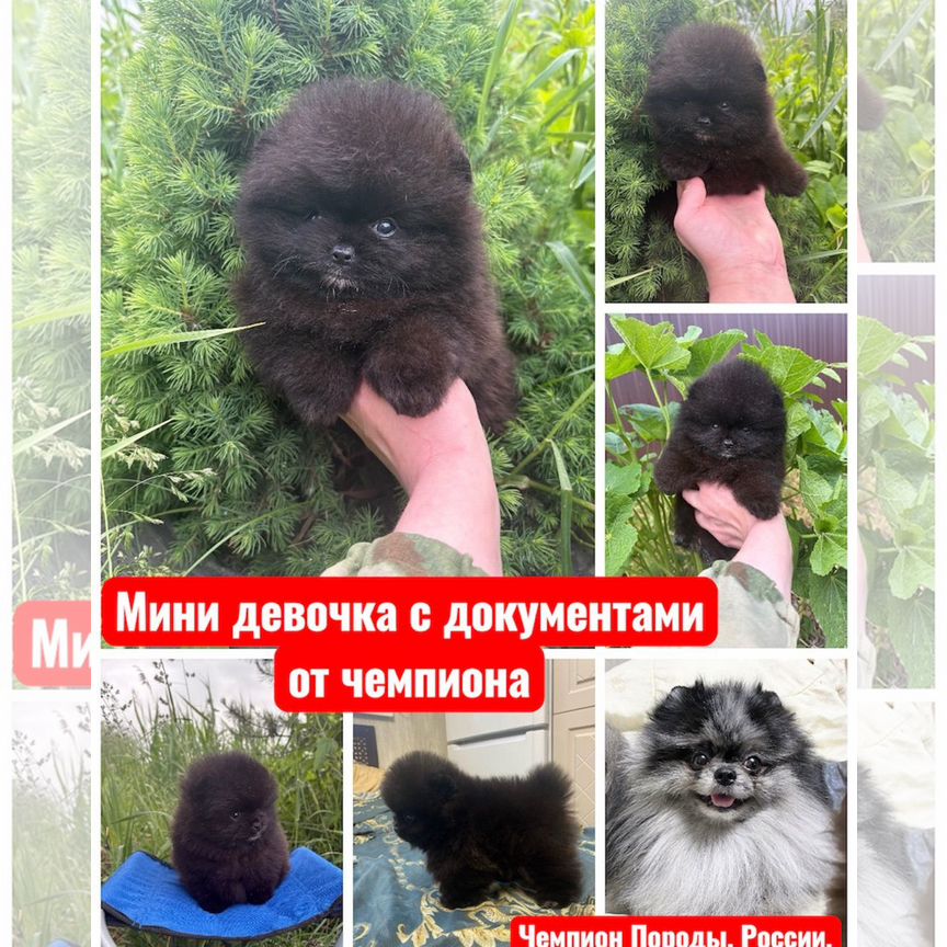 Померанский шпиц, щенок