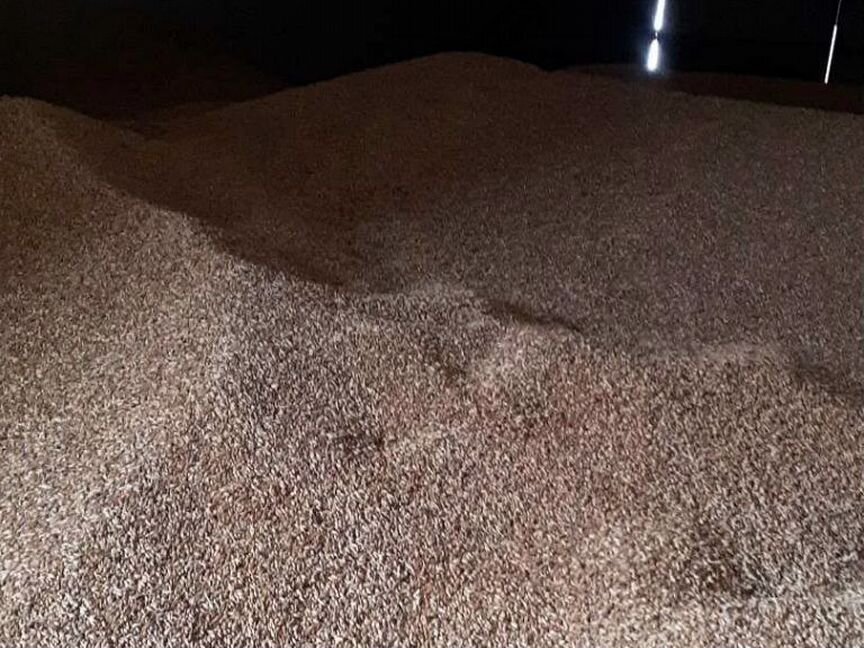 Ячмень яровой, Семечко на корм/посев