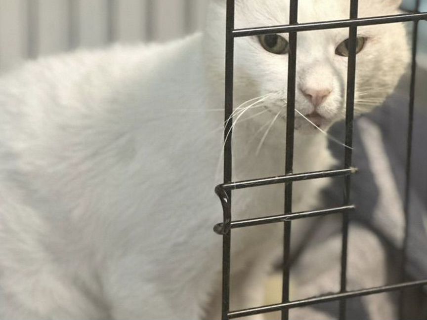 Котик Счастливчик Лакки ждет