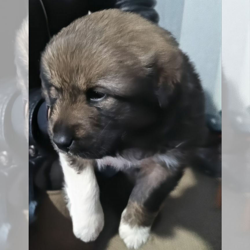 Щенок в добрые руки