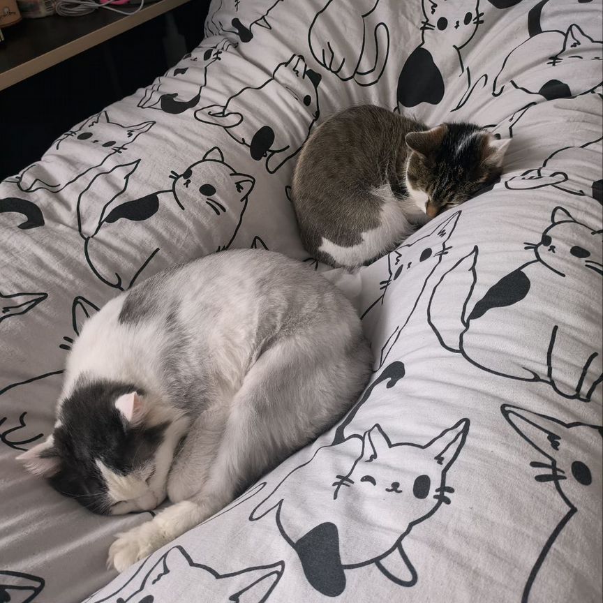 Коты