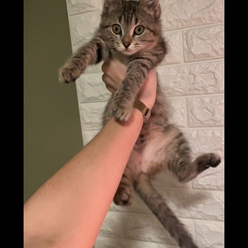 Кошка Жижа (ласковый котенок 3 месяца)
