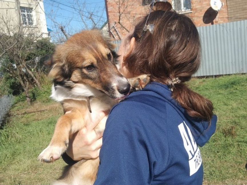 Собака в добрые руки отдам бесплатно