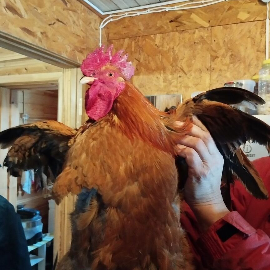 Петух кучинский